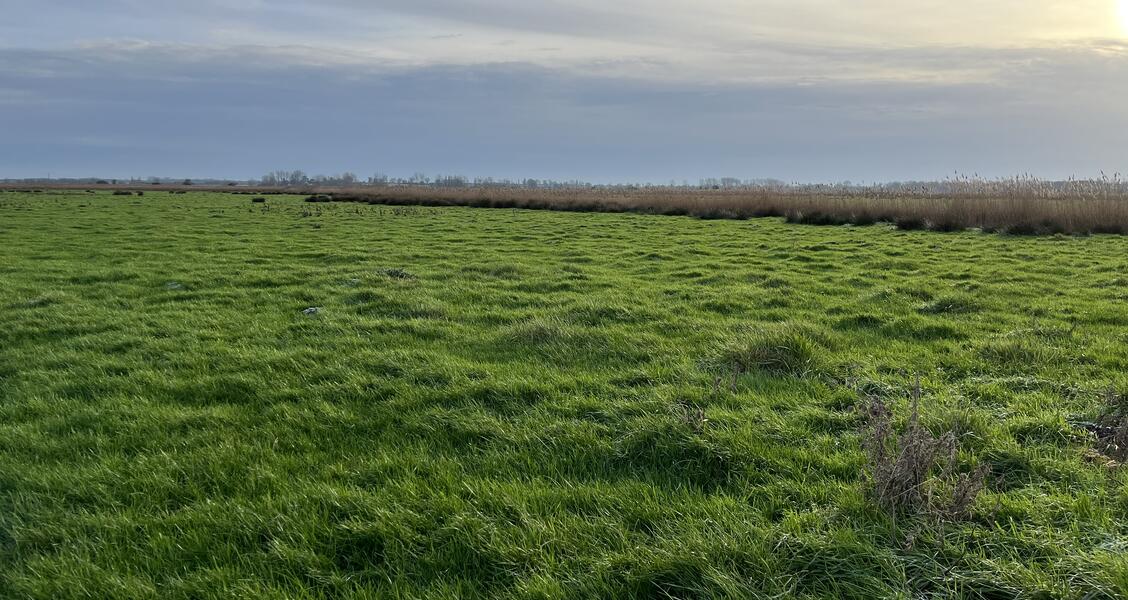 TW Gaze - The Complete Service